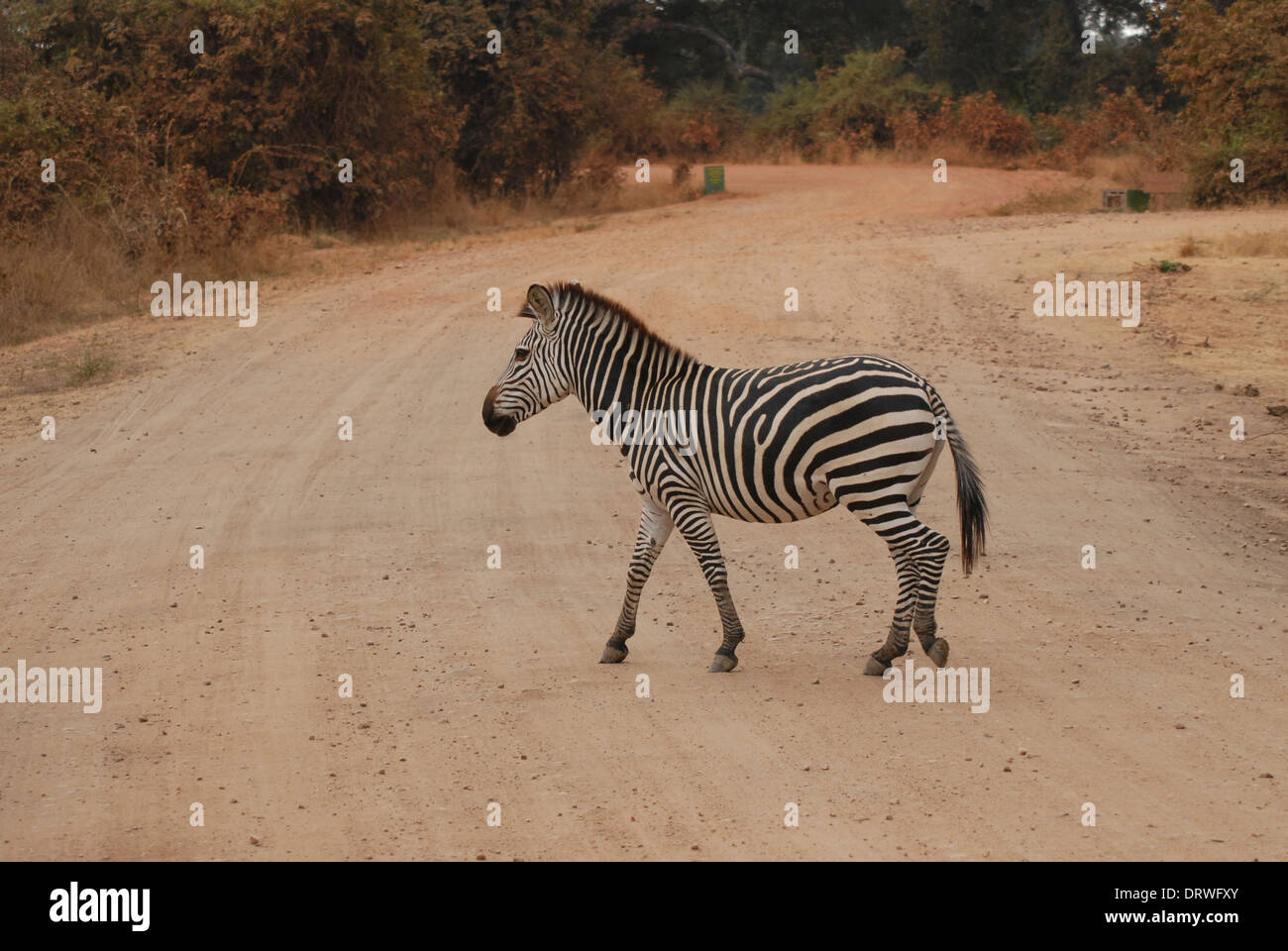 South africa zebra crossing hi-res stock photography and images - Alamy