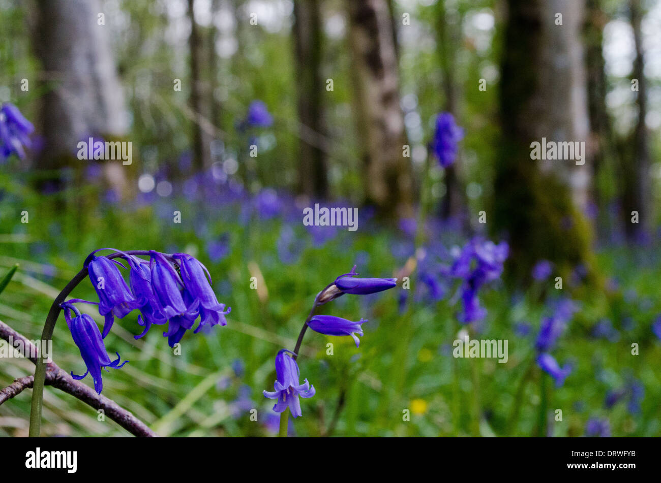 Bluebells in spring woodland Stock Photo - Alamy