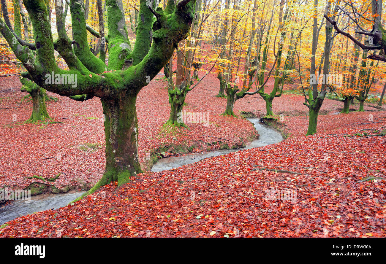Stream forest hi-res stock photography and images - Alamy