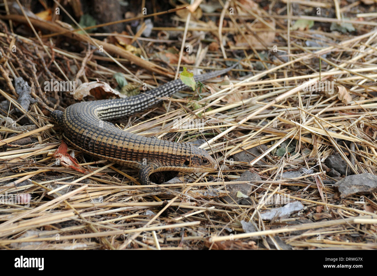 Great plated lizard (Gerrhosaurus major). The species is also known as ...