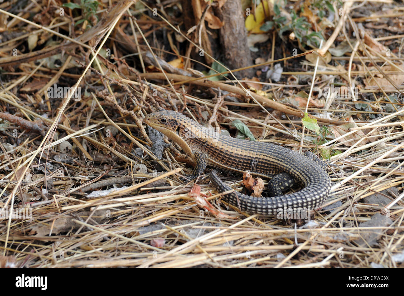 Great plated lizard (Gerrhosaurus major). The species is also known as ...