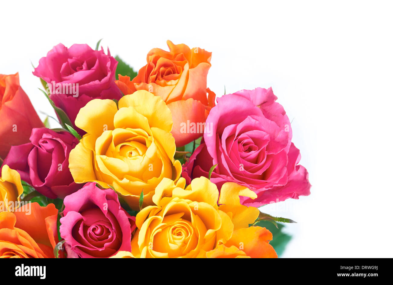 Bright roses hi-res stock photography and images - Alamy