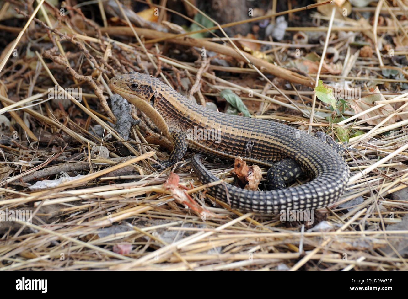 African plated lizard hi-res stock photography and images - Alamy