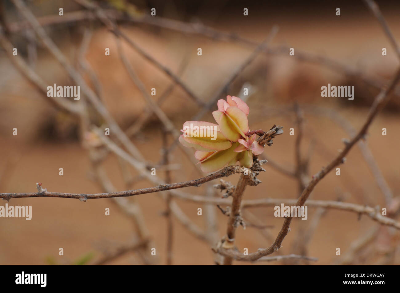 Toothbrush tree hi-res stock photography and images - Alamy