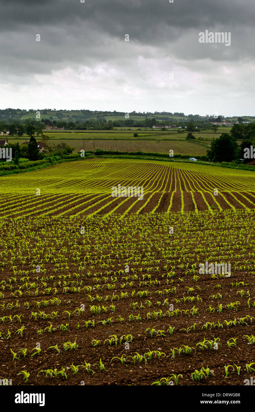 Fields with young maize shoots growing, appearing in geometric lines ...