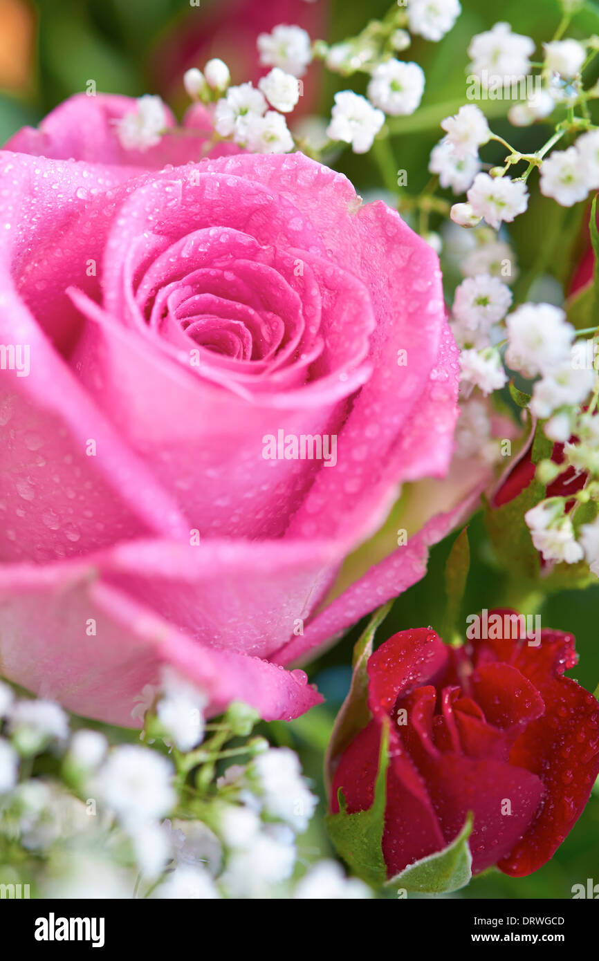 A closeup of a colourful rose flower Stock Photo - Alamy