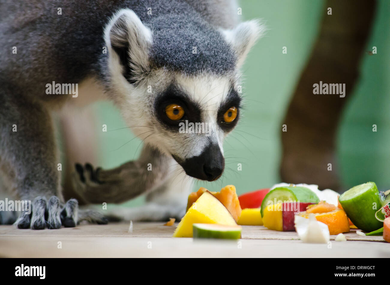 Ring tailed lemur feeding on fruit Stock Photo - Alamy