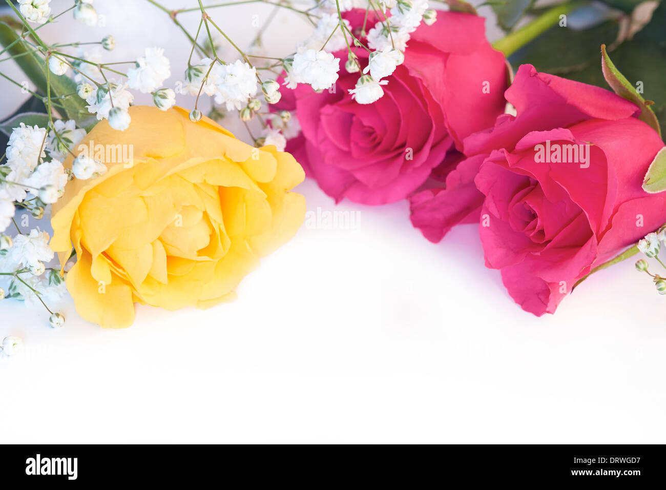 Yellow pink roses hi-res stock photography and images - Alamy