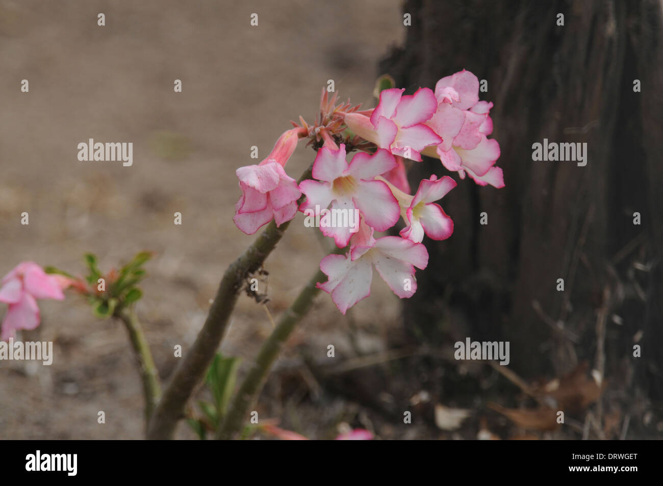 Tanzania flower hi-res stock photography and images - Alamy