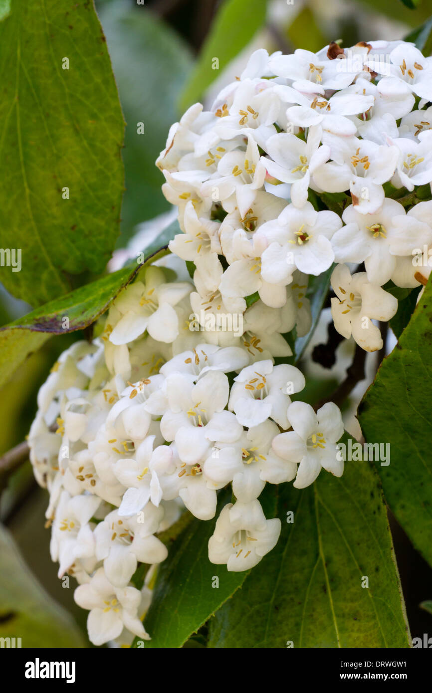 Viburnum carlesii spring flower hi-res stock photography and images - Alamy