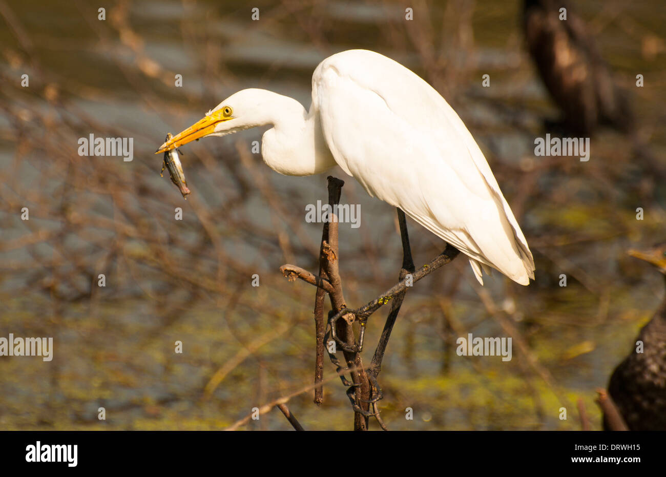 Preying area hi-res stock photography and images - Alamy