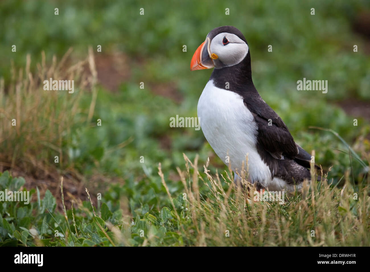 Puffin bank hi-res stock photography and images - Alamy