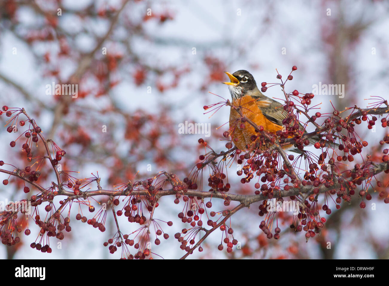 American robin feeding in winter hi-res stock photography and images ...