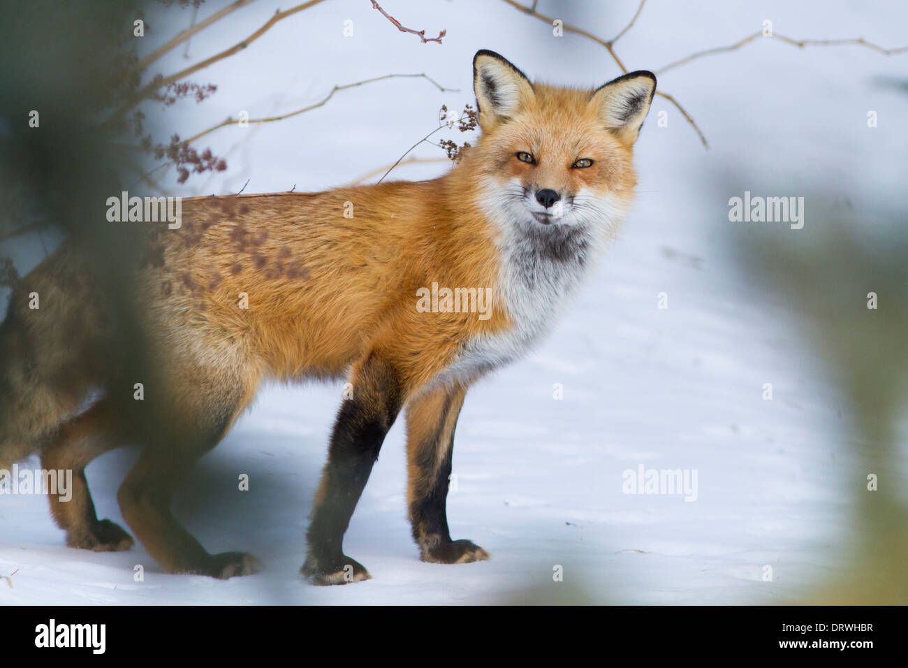 A wild red fox in winter Stock Photo - Alamy