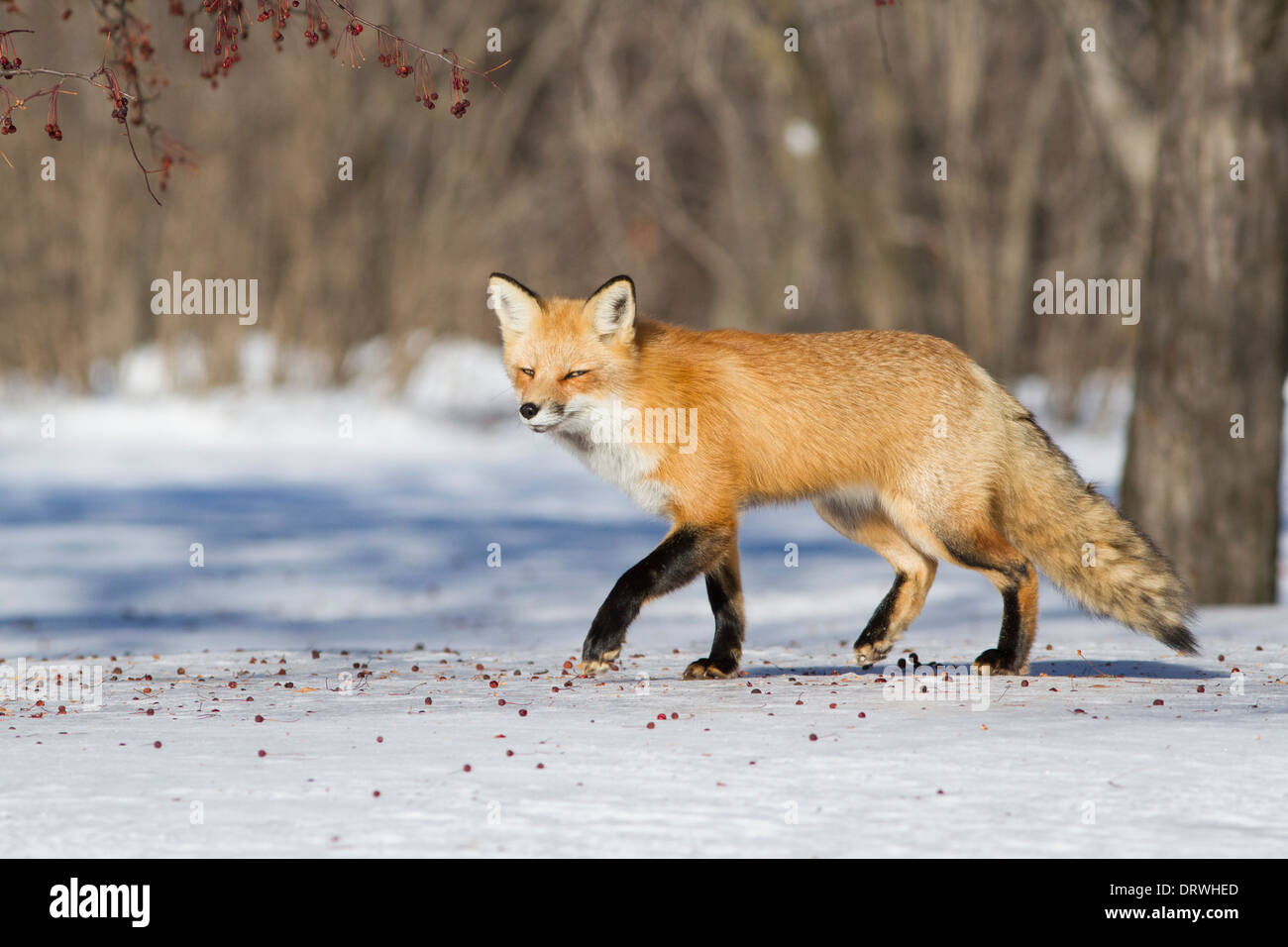A wild red fox in winter Stock Photo - Alamy