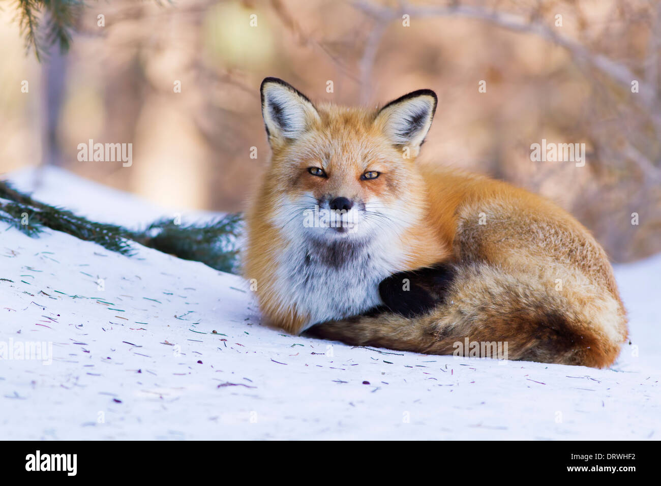 A wild red fox in winter Stock Photo - Alamy