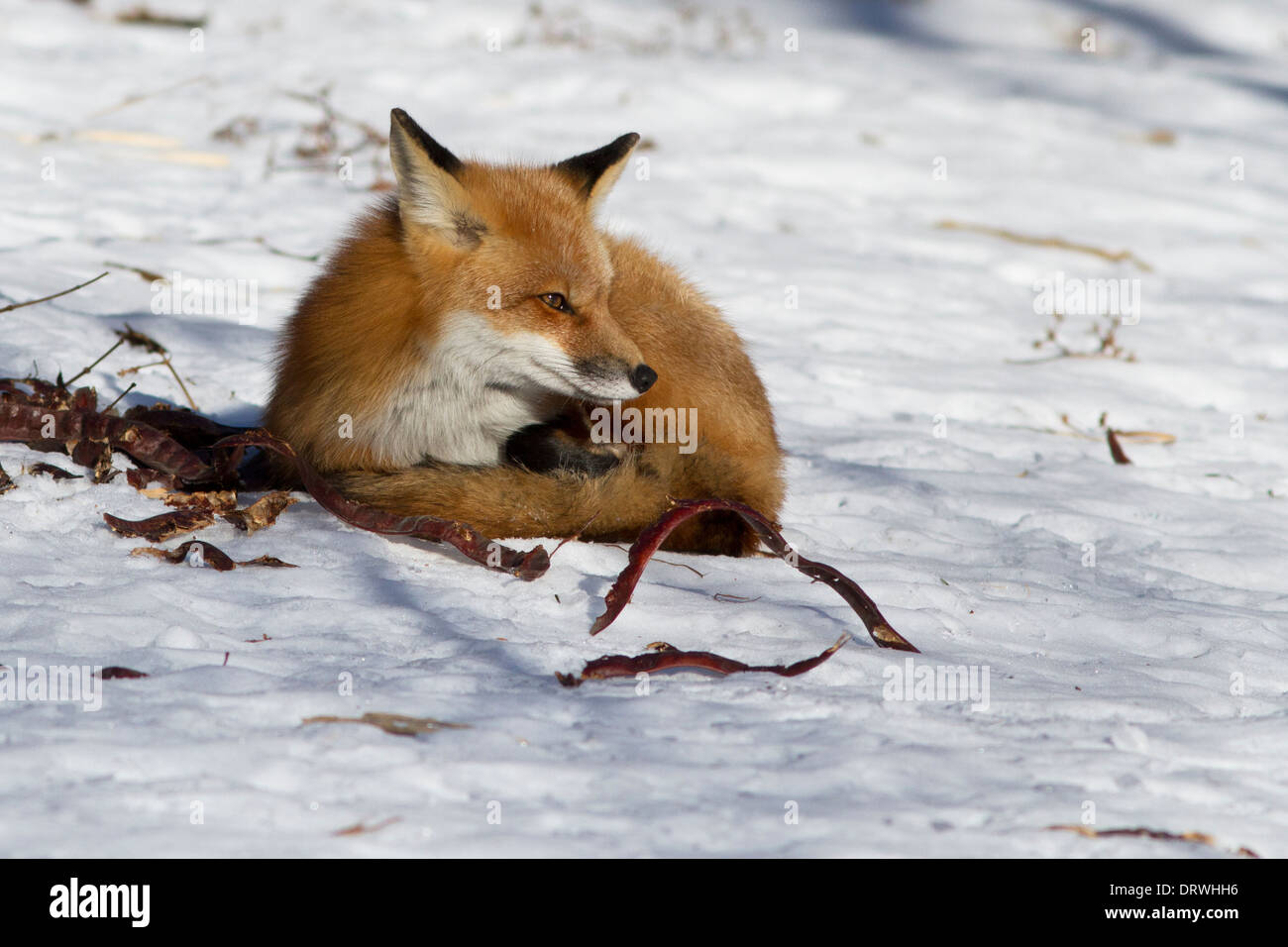 A wild red fox in winter Stock Photo - Alamy