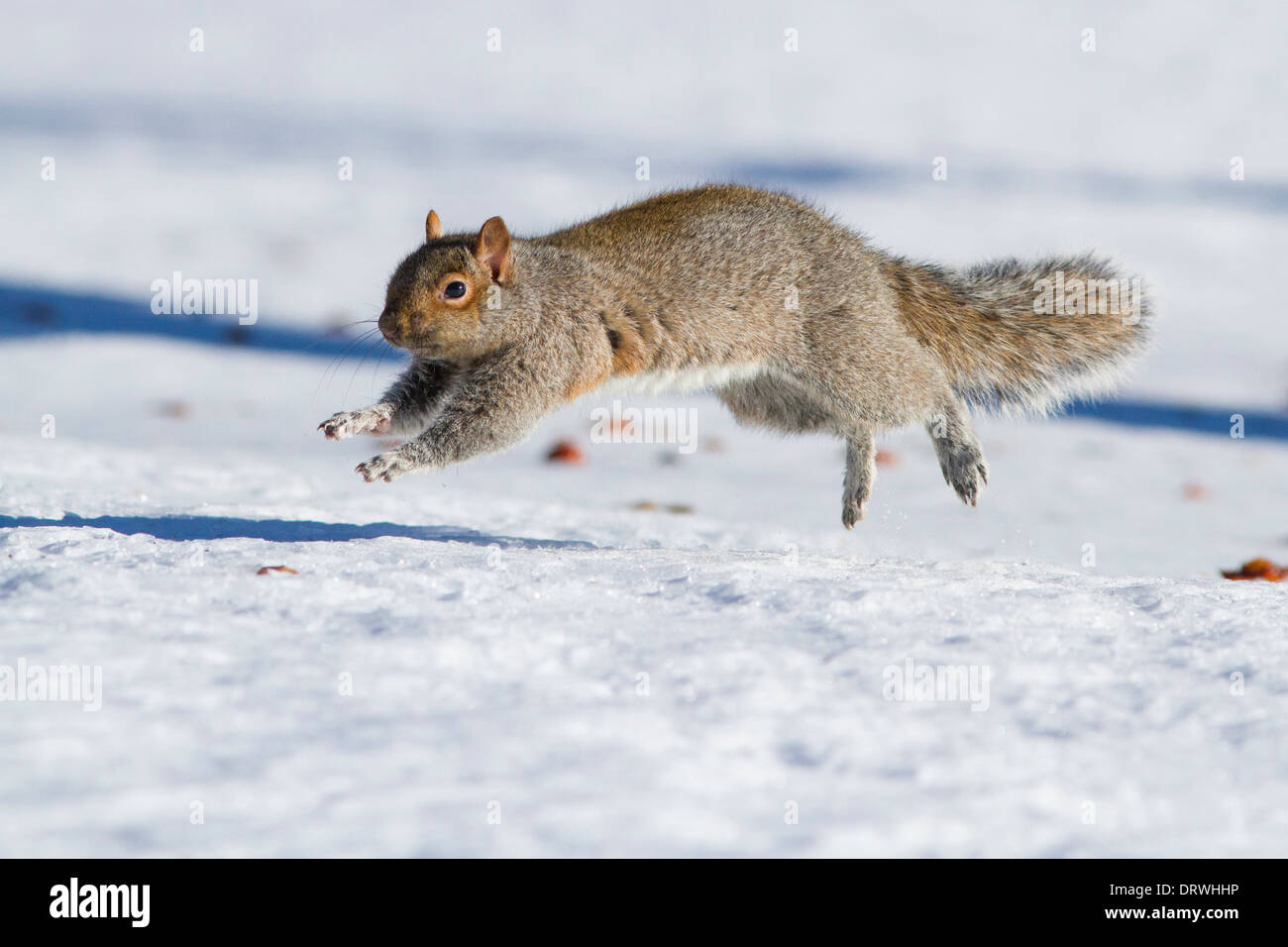 Grey squirrel running hi-res stock photography and images - Alamy