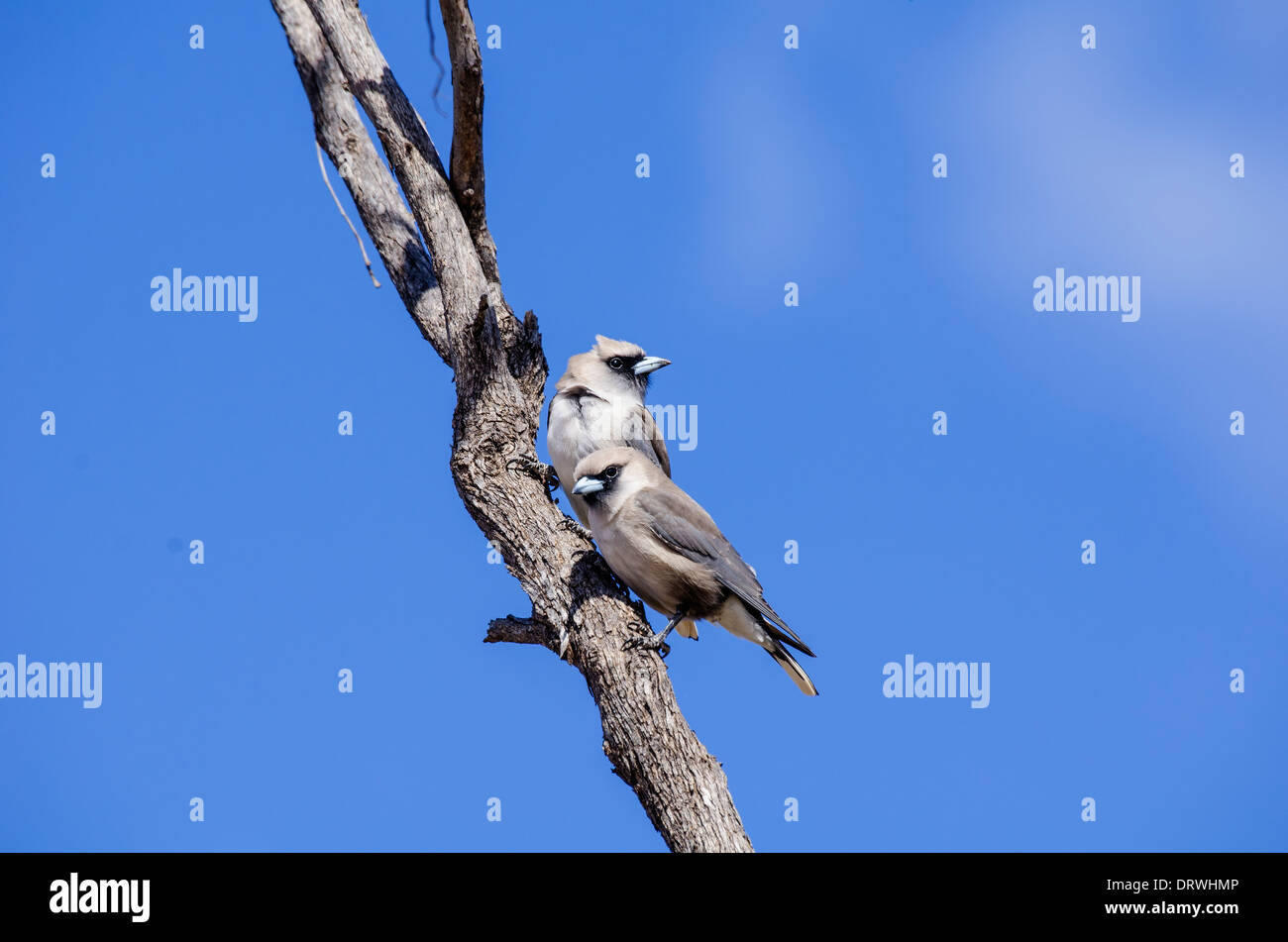Black-faced Woodswallow Artamus cinereus Stock Photo - Alamy