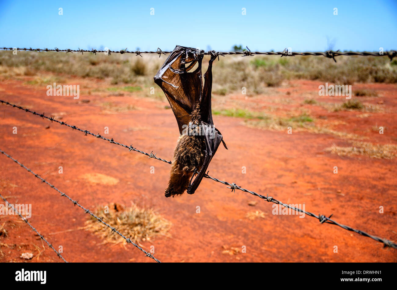 Australian Native Flying Fox High Resolution Stock Photography and ...