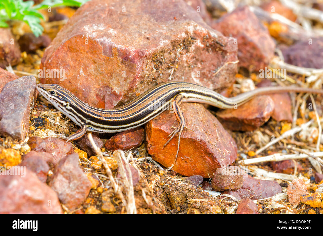 copper-tailed skink Ctenotus taeniolatus, Queensland, Australia Stock ...