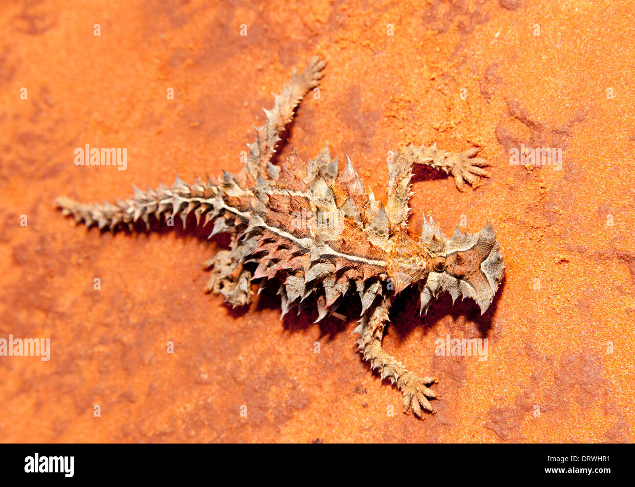 Australian devil hi-res stock photography and images - Alamy