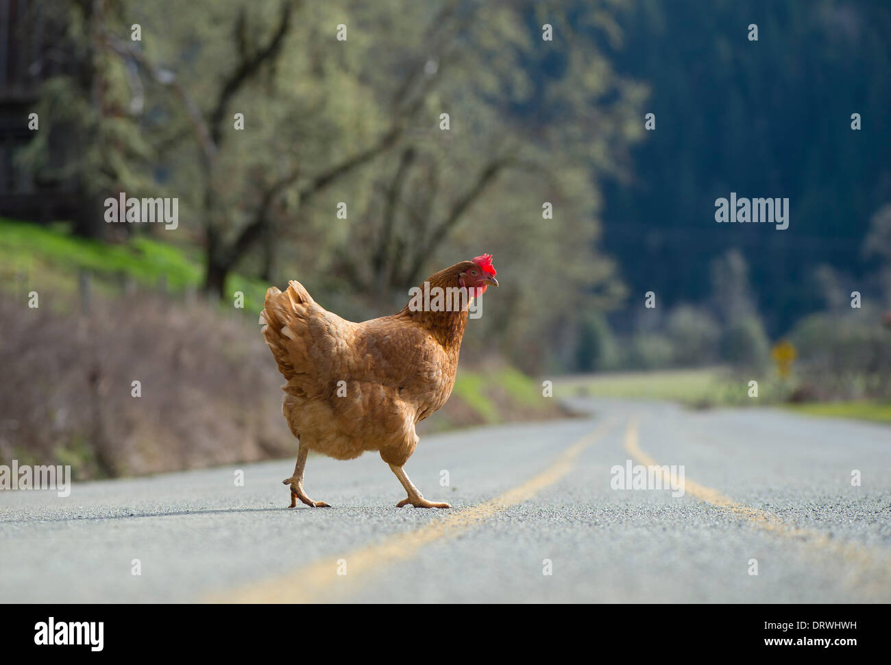 Elkton, Oregon, USA. 2nd Feb, 2014. A chicken walks across a country ...