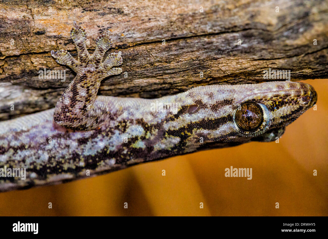 Backed chain hi-res stock photography and images - Alamy