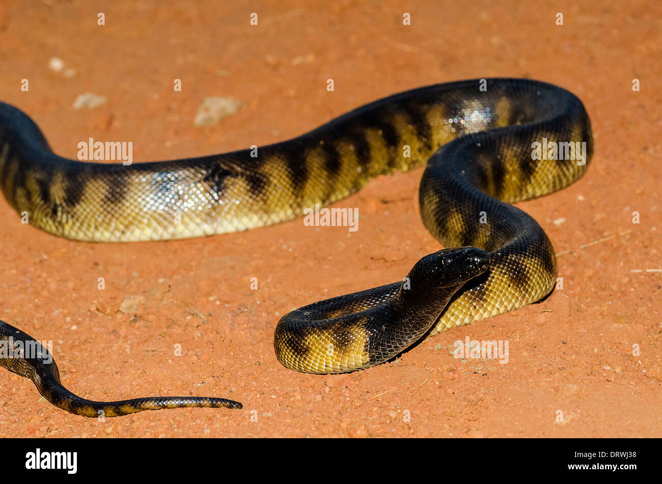 Aspidites melanocephalus, black-headed python Stock Photo - Alamy