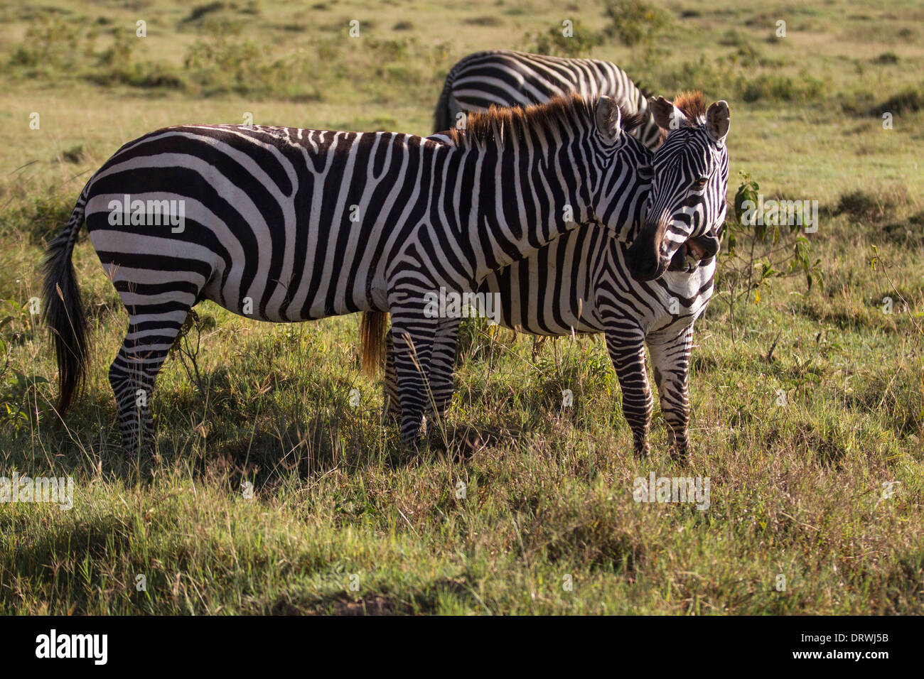 Zebras having fun hi-res stock photography and images - Alamy
