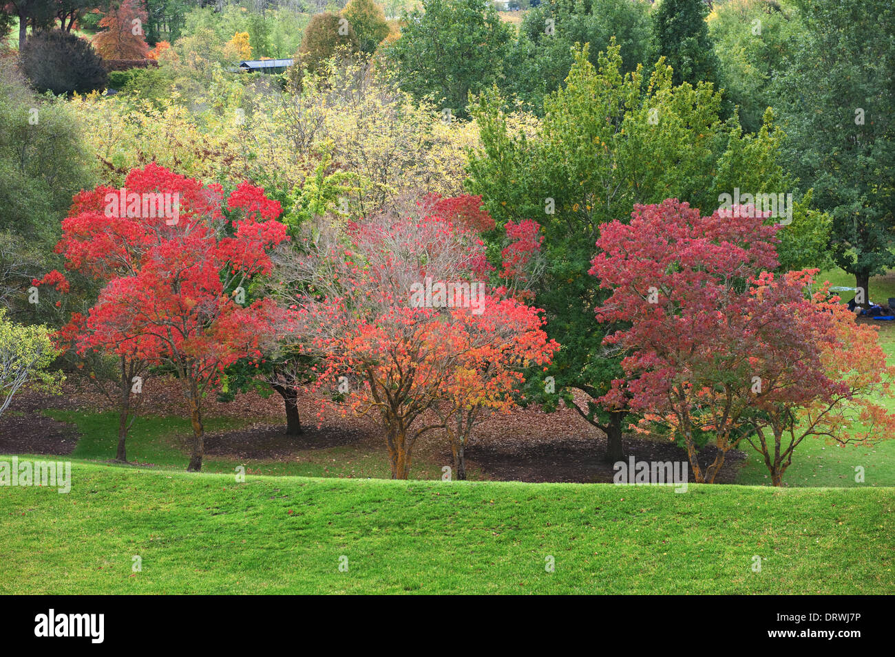 Australian oak hi-res stock photography and images - Alamy