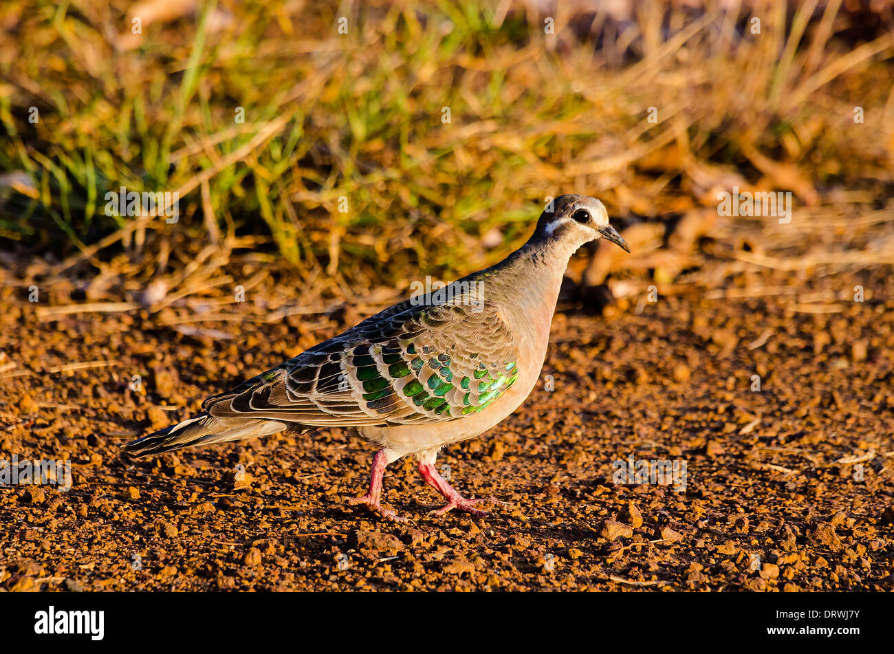 The Common Bronzewing Phaps chalcoptera Stock Photo - Alamy