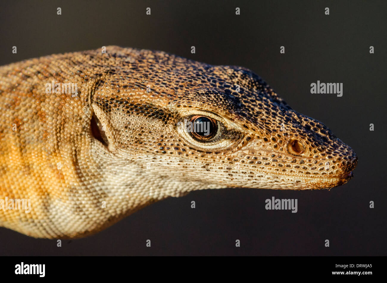 Freckled monitor Varanus tristis Stock Photo - Alamy