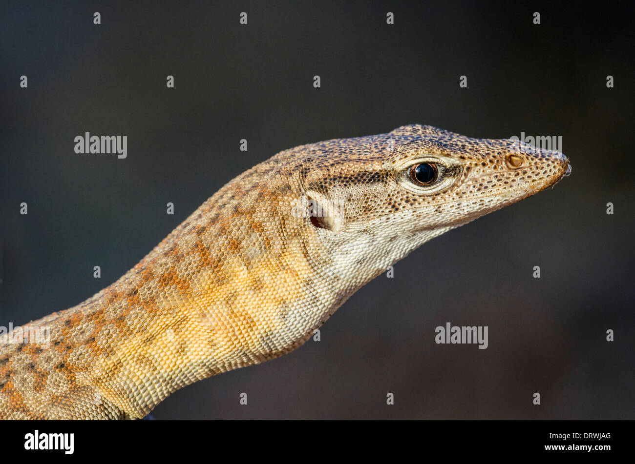 Freckled monitor Varanus tristis Stock Photo - Alamy