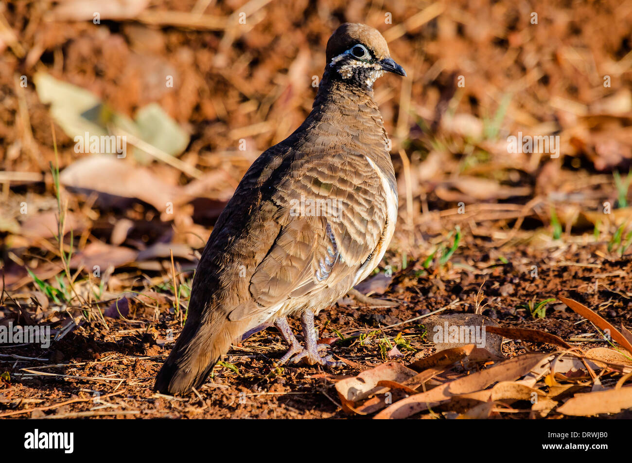 Australian native pigeon hi-res stock photography and images - Alamy
