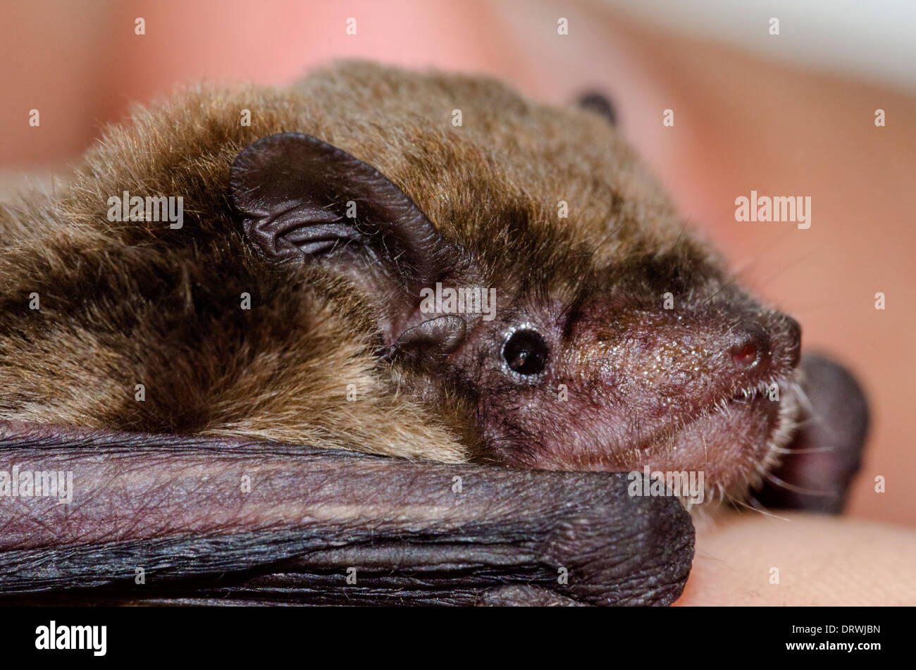 Little broad-nosed bat Scotorepens greyii Stock Photo - Alamy