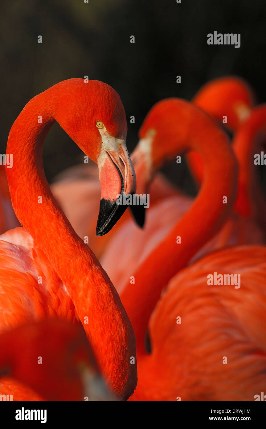 Flamingos Making A Heart