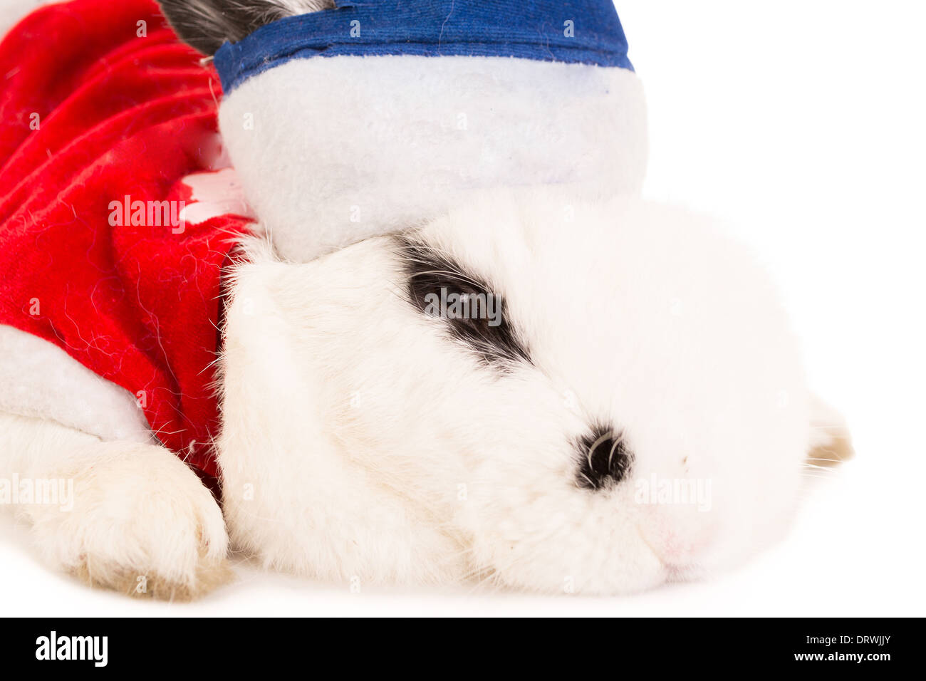 Santa rabbit hi-res stock photography and images - Alamy