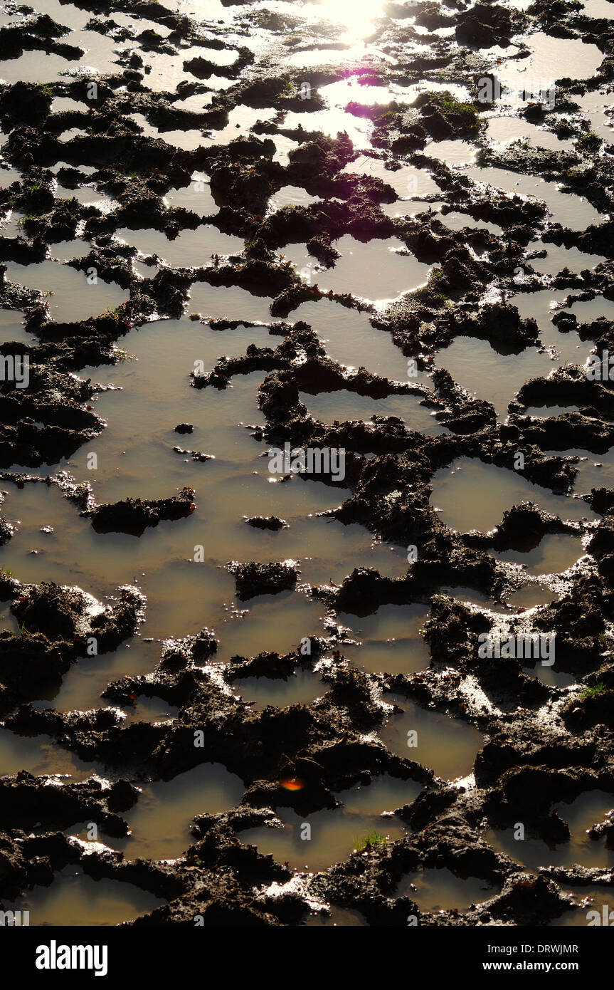 Muddy waterlogged field Stock Photo - Alamy
