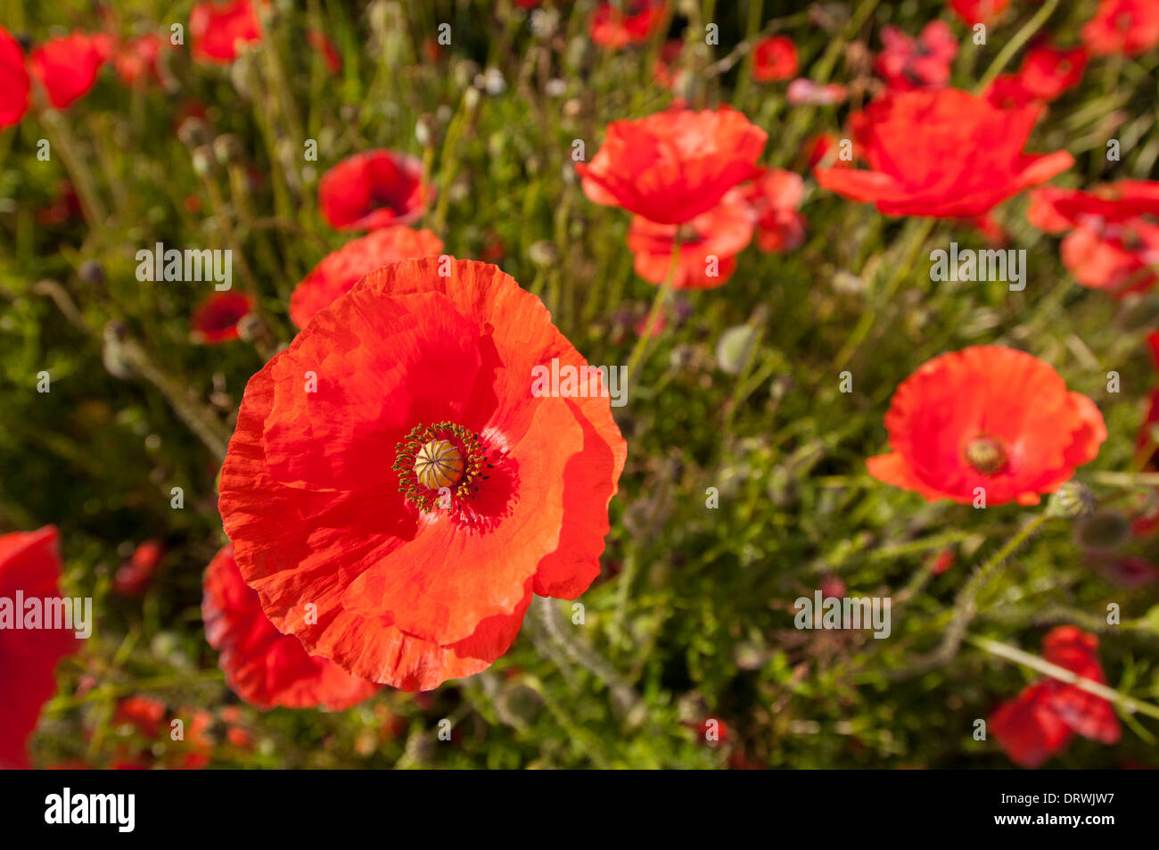 large poppy flowers Stock Photo - Alamy
