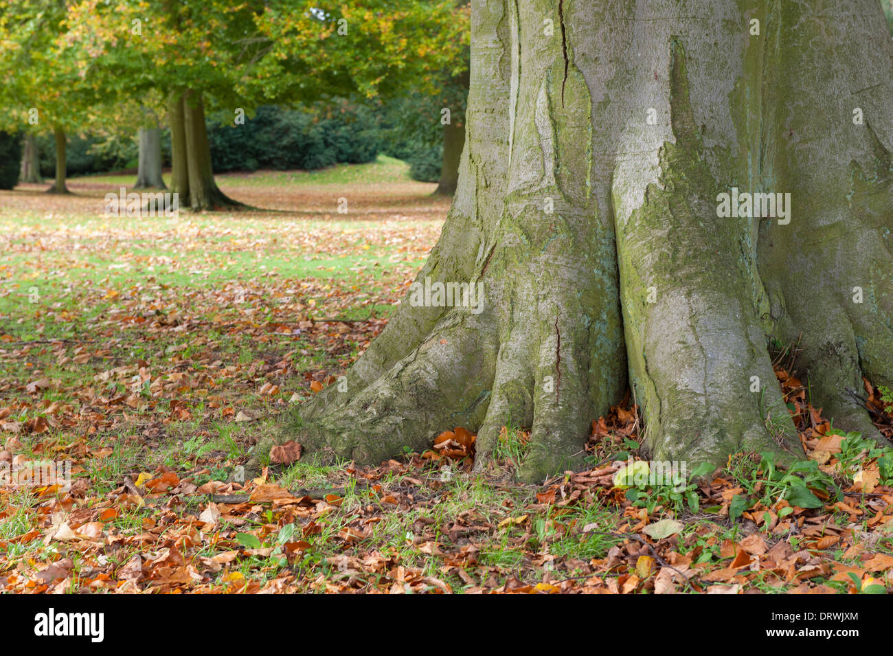 Tree stump with roots hi-res stock photography and images - Alamy