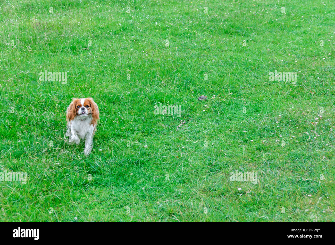 Male dog running on grass hi-res stock photography and images - Alamy
