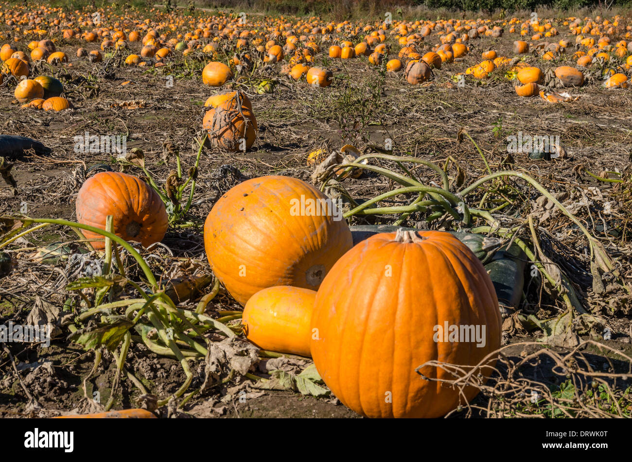 Halloween Displays Stock Photos & Halloween Displays Stock Images - Alamy