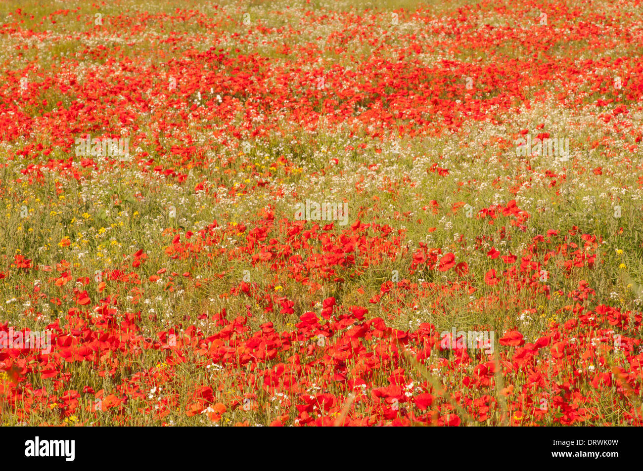 Field of poppies and wild flowers Stock Photo - Alamy