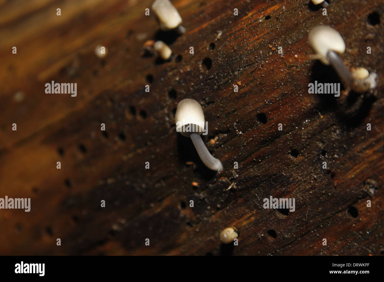 Iodine hi-res stock photography and images - Alamy