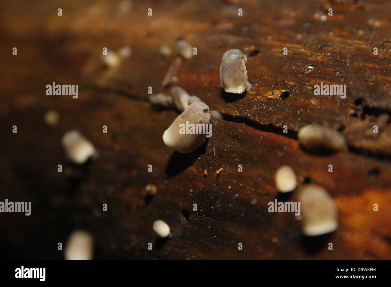 Iodine hi-res stock photography and images - Alamy