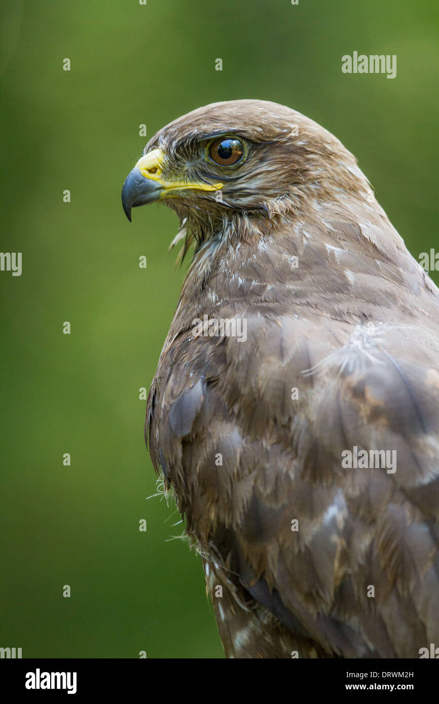 Buzzard up close hi-res stock photography and images - Alamy