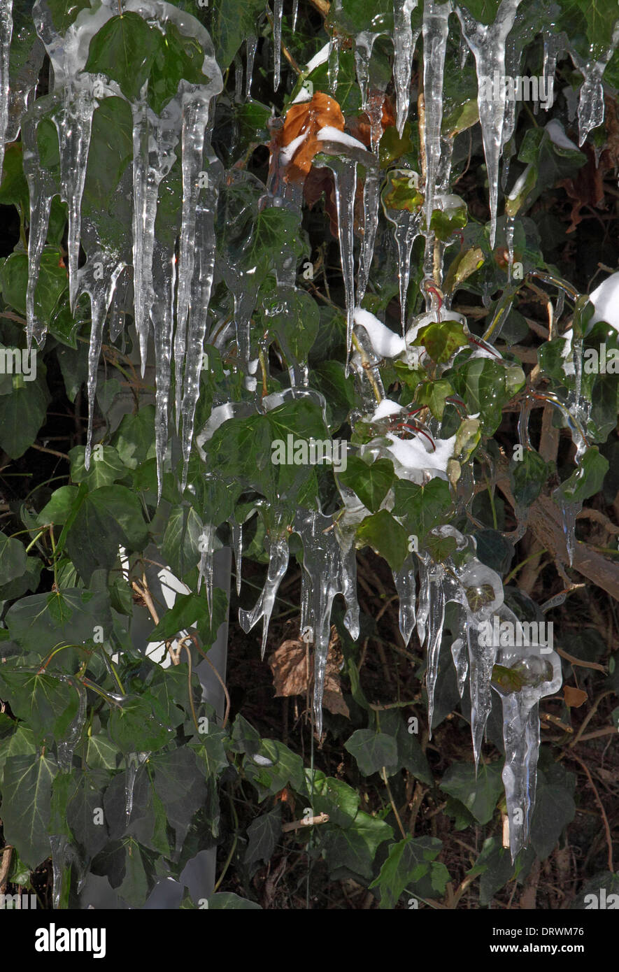 icicles on green leaves of plant Stock Photo - Alamy