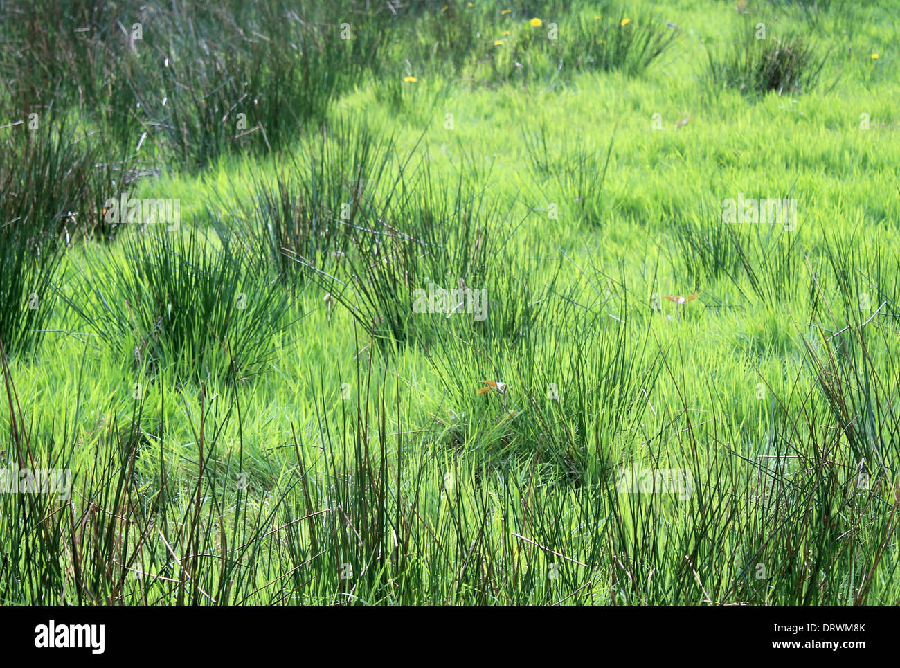 Long green grass in the countryside Stock Photo - Alamy