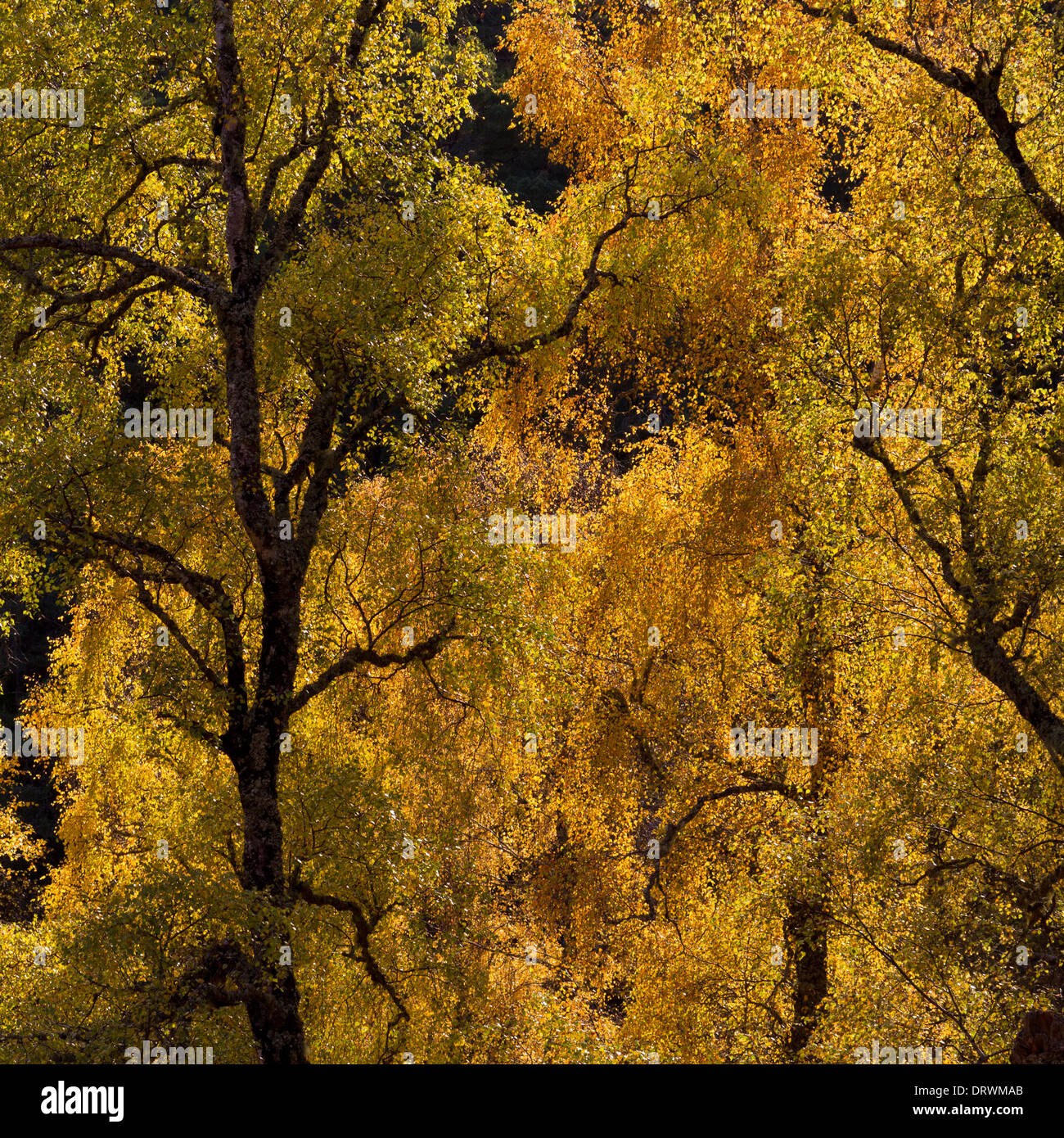 Golden colour of beech trees in autumn hi-res stock photography and ...